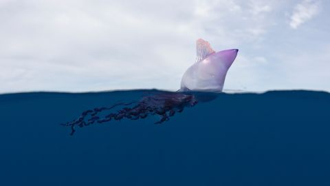 13 of the most venomous sea creatures on Earth | Live Science