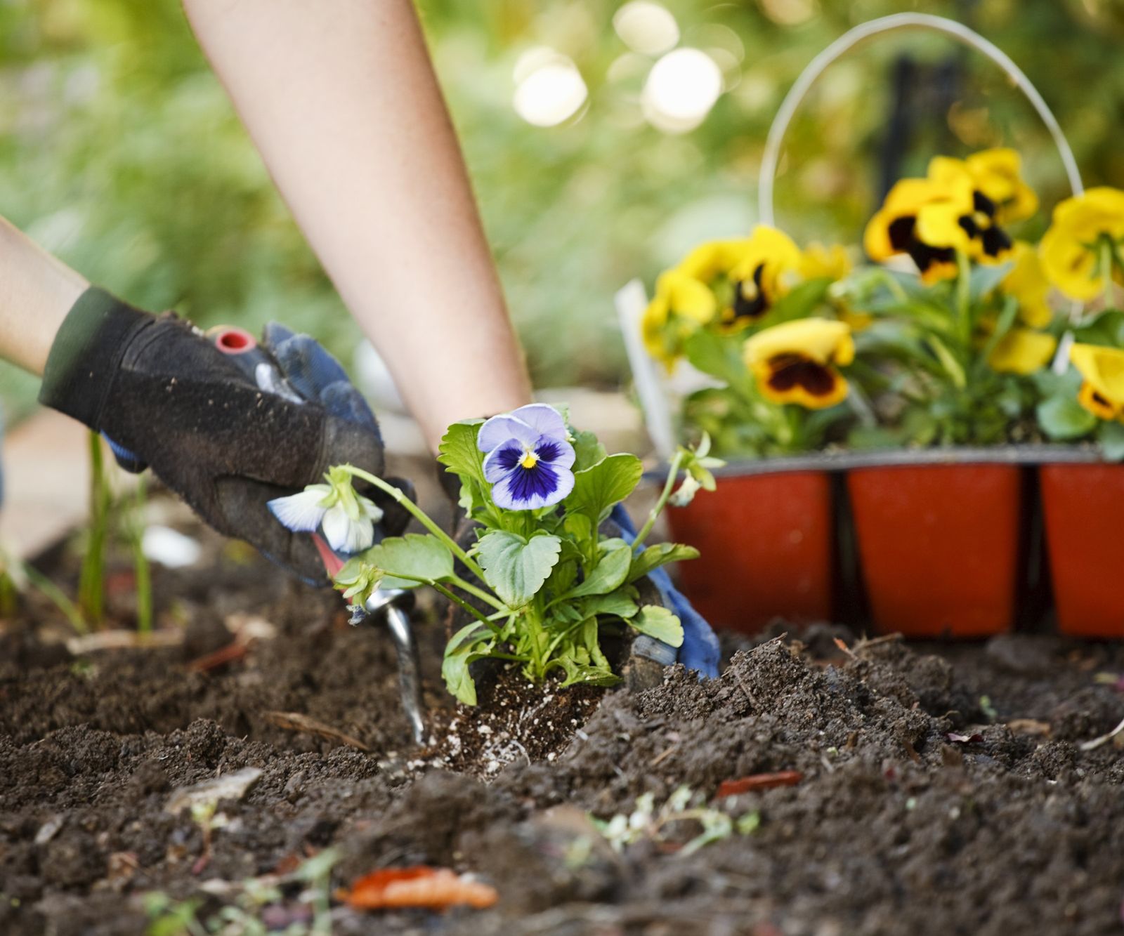 Lasagna gardening: an expert guide to this no-dig method | Homes and ...