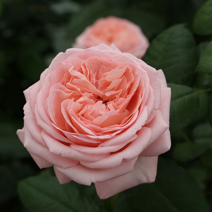 Martha Stewart finally has a rose named after her | Homes and Gardens
