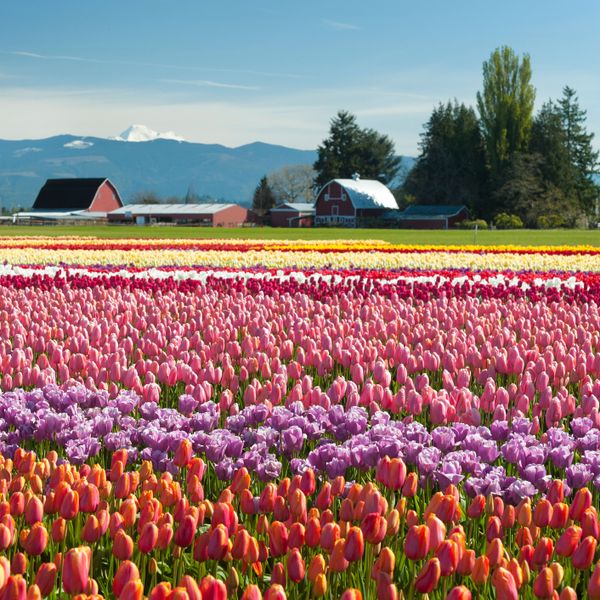 9 Old-Fashioned Flowers To Transport You To Another Time | Gardening ...