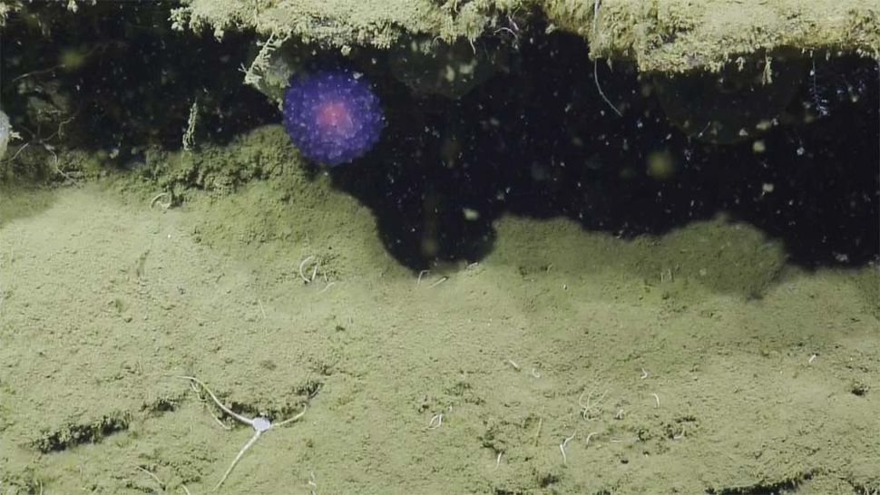 In Photos: Strange Purple Orb Found in Pacific Ocean | Live Science