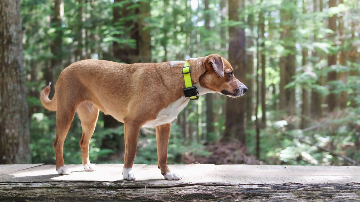 32 best pet accessories you can't do without | PetsRadar