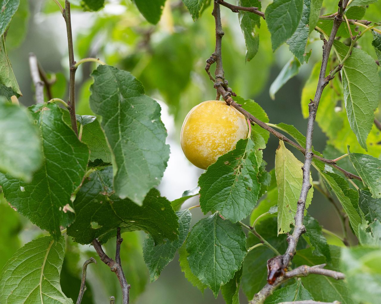 Types of plum trees: 12 varieties to grow for a fruitful autumn harvest ...