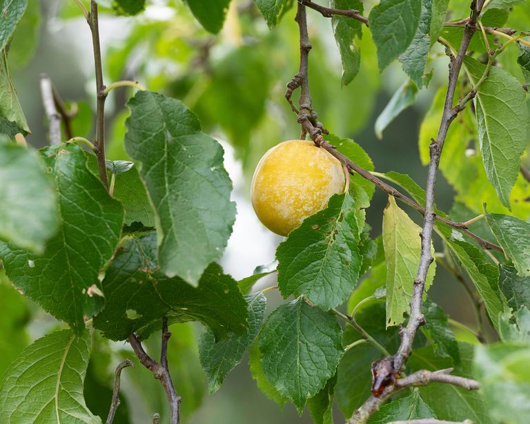 Types of plum trees: 12 varieties to grow for a fruitful autumn harvest ...