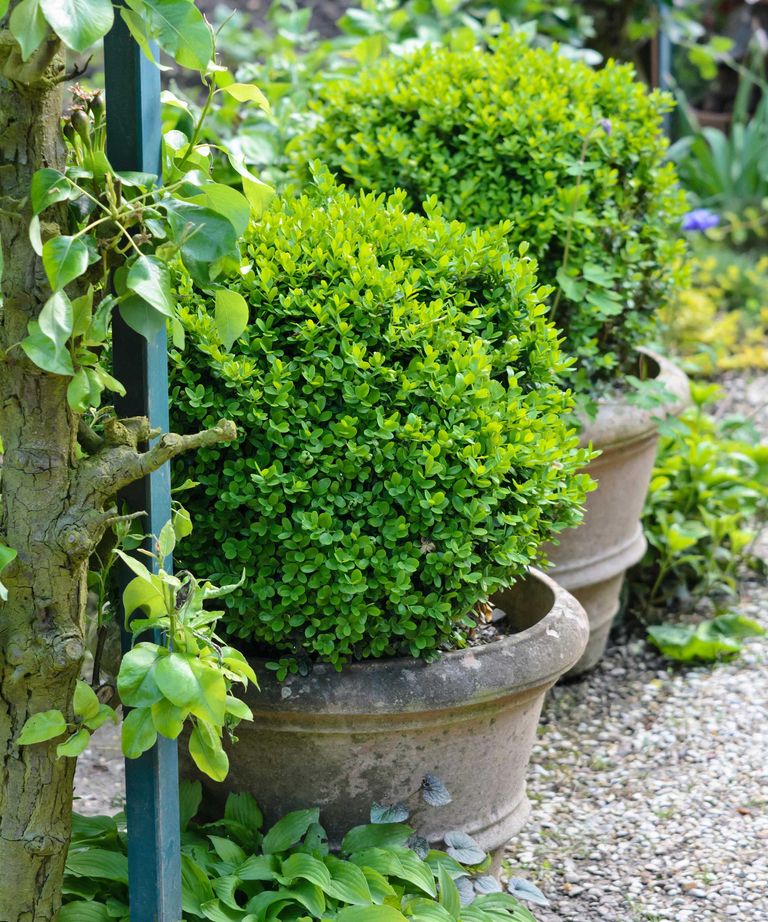 Why is my boxwood turning yellow? 4 reasons and solutions | Homes and ...