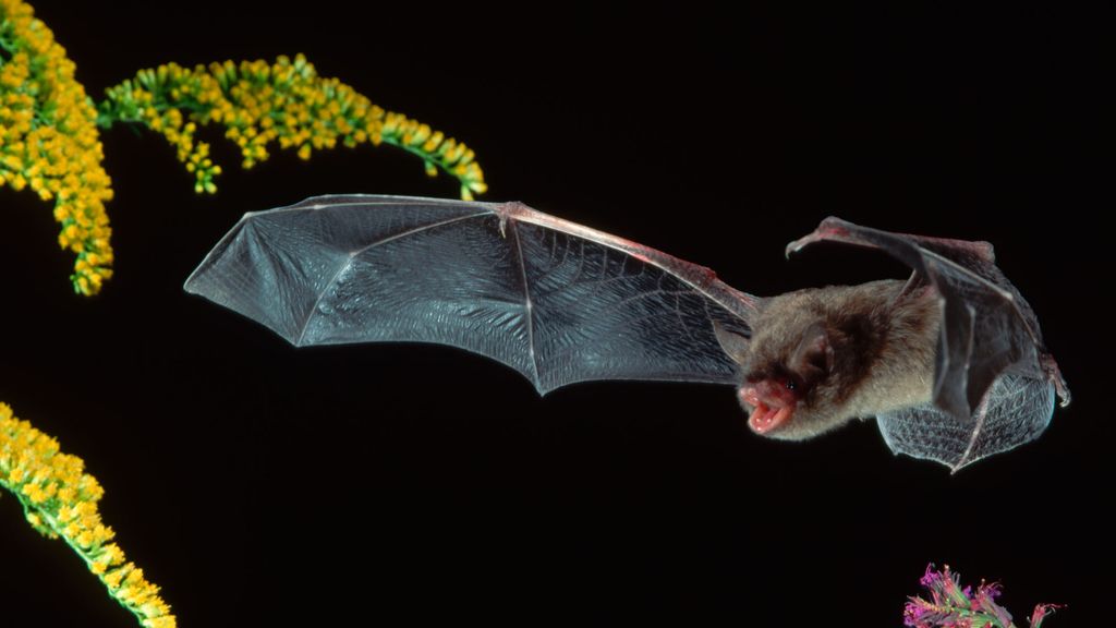 Best bat detectors in 2025 — Hear bats and their echolocation | Live ...