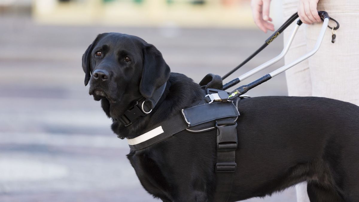 32 amazing things dogs do without even trying | PetsRadar