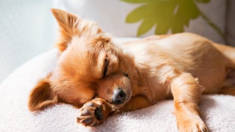 Why is my dog twitching in their sleep? Vet's guide to dreaming vs ...