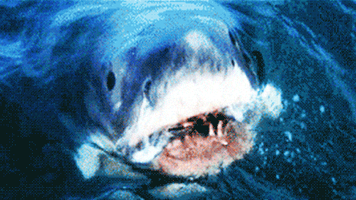 Why Is a Period Called Shark Week? - What Is Shark Week? | Marie Claire