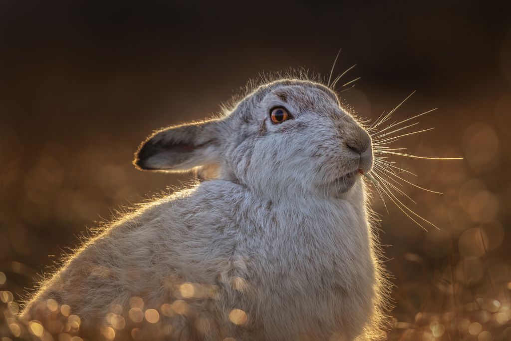 Pro wildlife photographer Jayne Bond reveals her essential photo kit ...