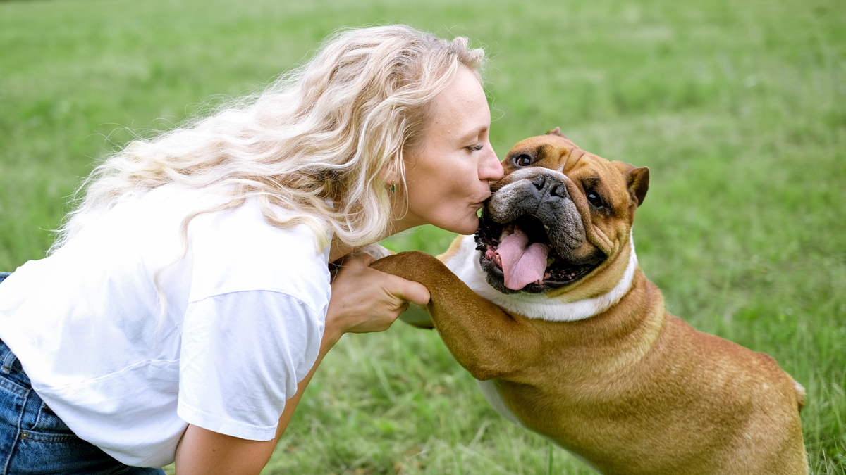 English Bulldog breed: Temperament, care and health | PetsRadar