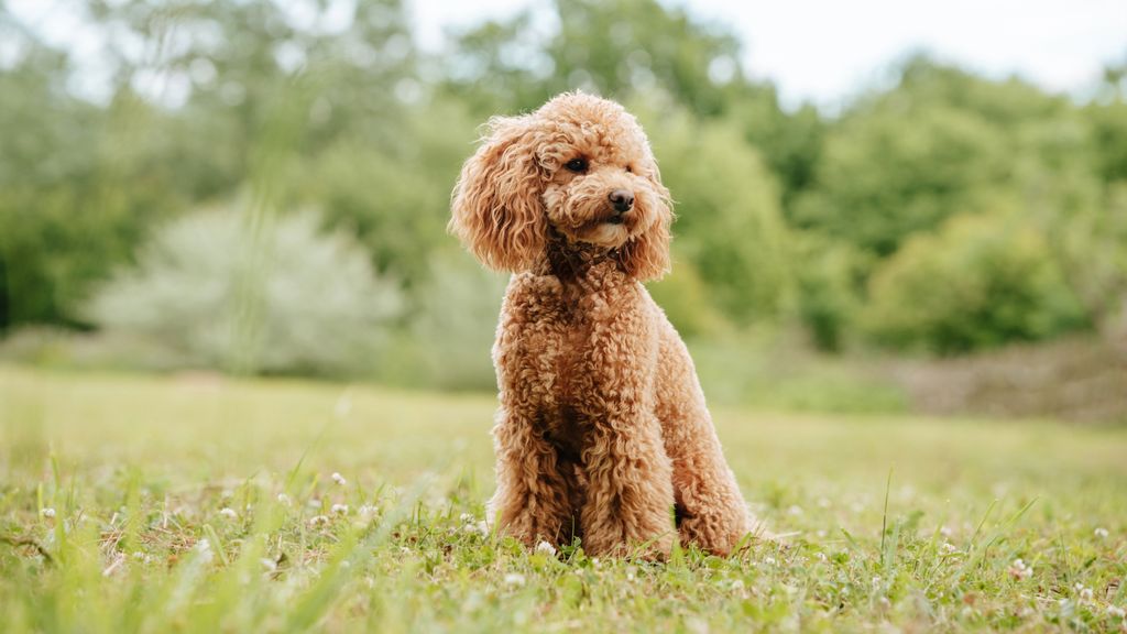 20 easiest dogs to train | PetsRadar