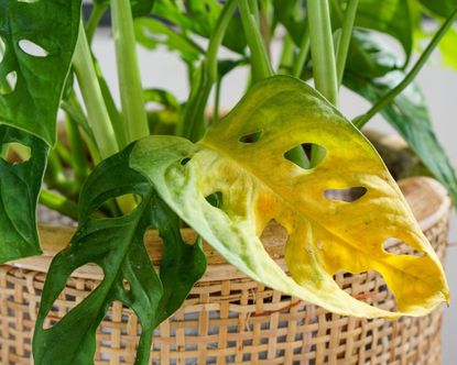 Overwatering indoor plants: 7 signs to look out for | Gardeningetc