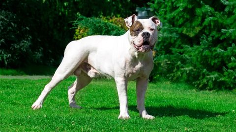 American Bulldog: Breed guide and information | PetsRadar