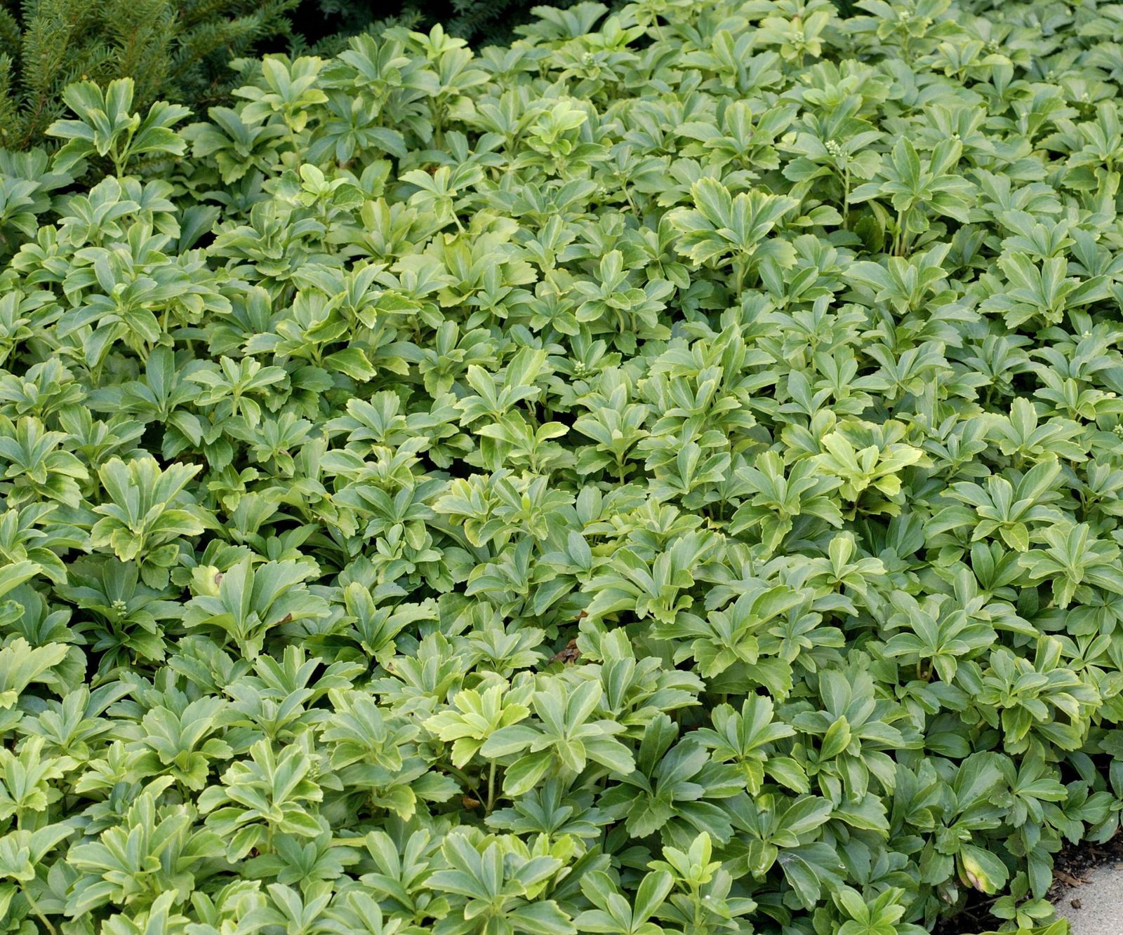 Best evergreen ground cover plants: low maintenance options | Homes and ...