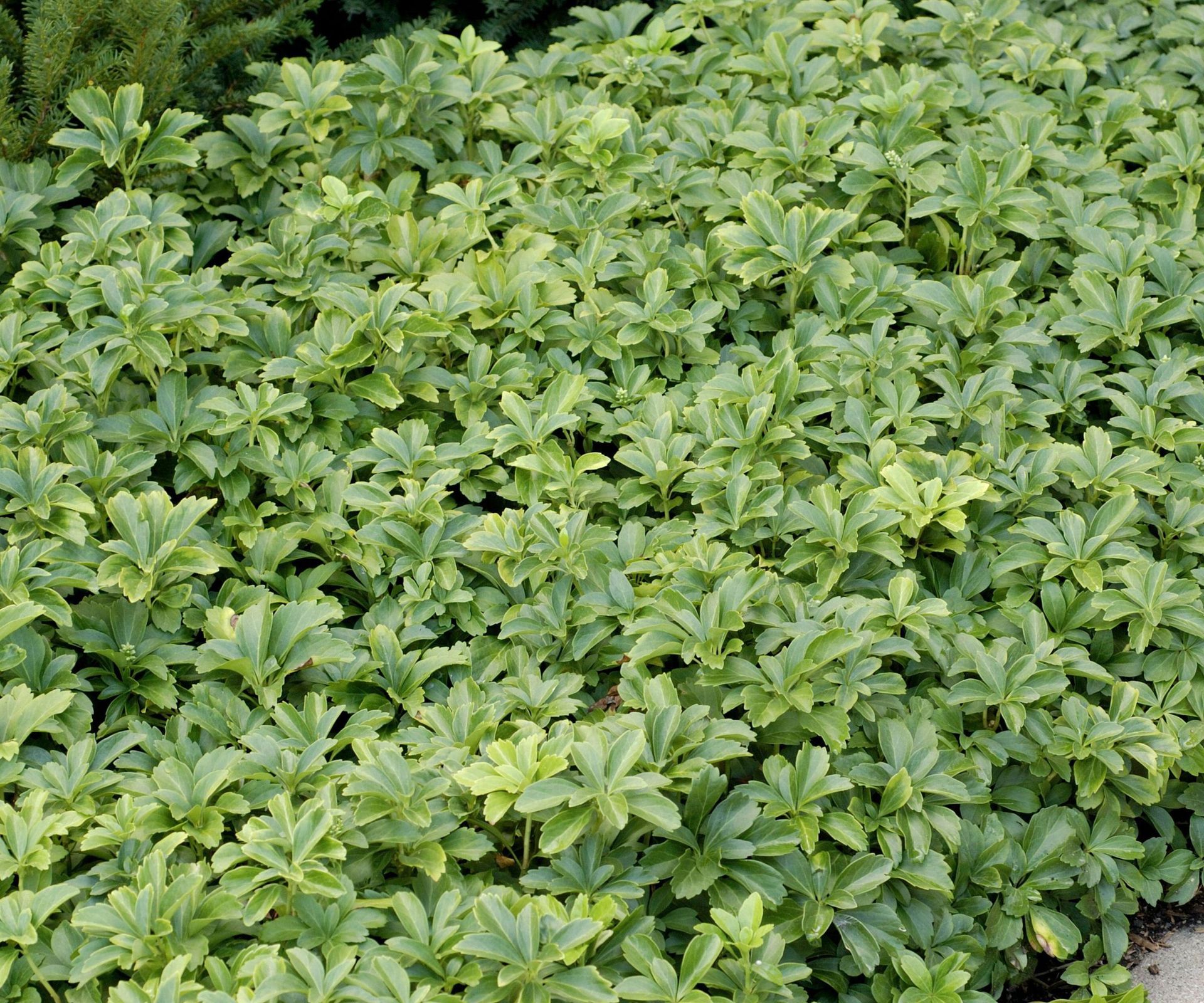 How to grow Japanese spurge: evergreen ground cover plants | Homes and ...