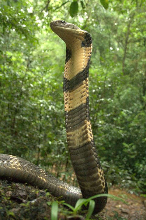 King cobra mystery that's puzzled scientists for 188 years finally ... King cobra mystery that's puzzled scientists for 188 years finally ...