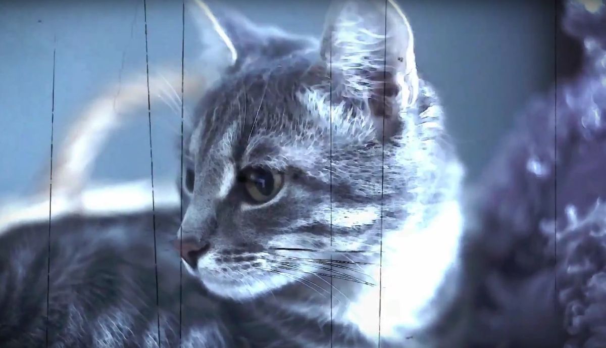The Good Life debut trailer features cats, a killer, and strange ...