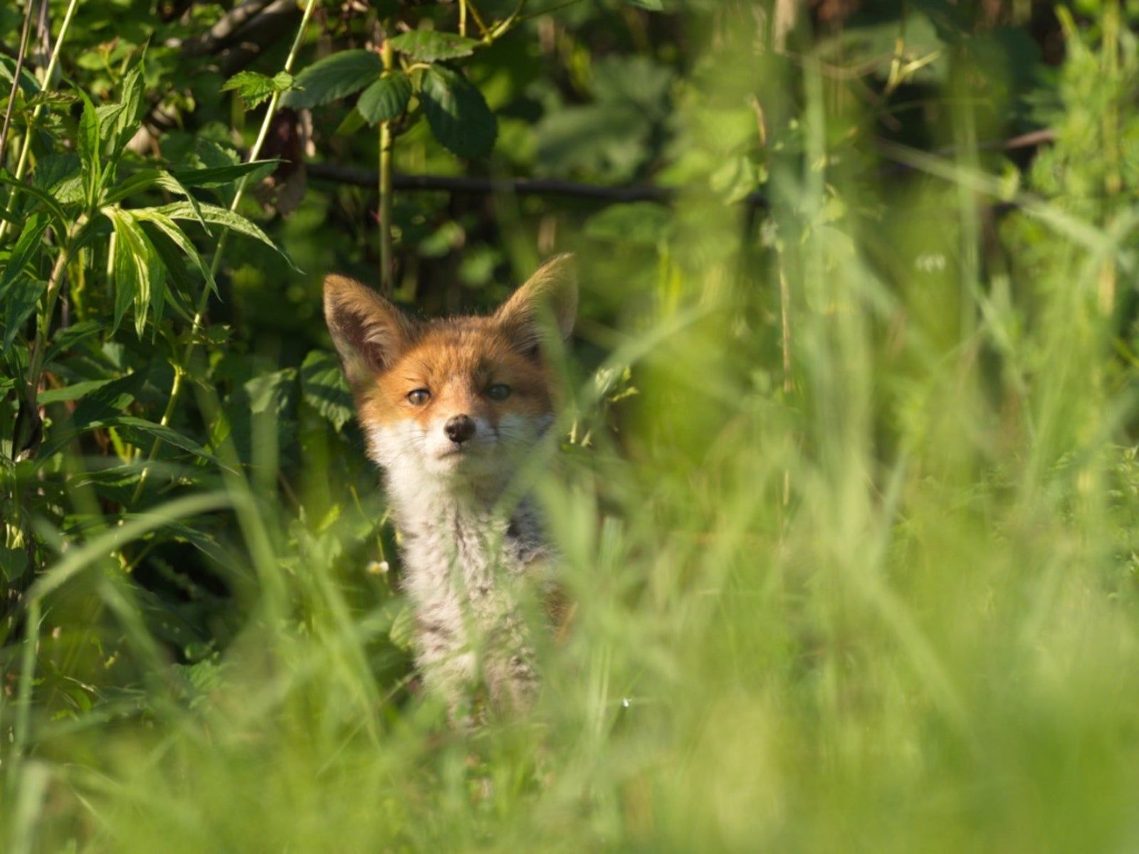 Keeping Foxes Away From Gardens - How To Deter Foxes From Gardens ...