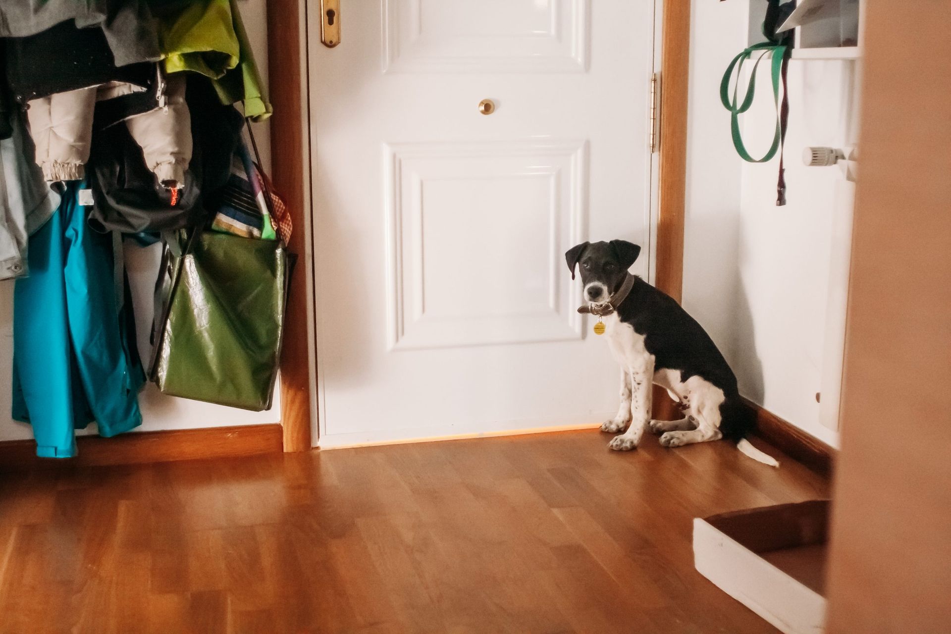 How to stop your dog rushing at the door, by top trainer Ben Randall ...