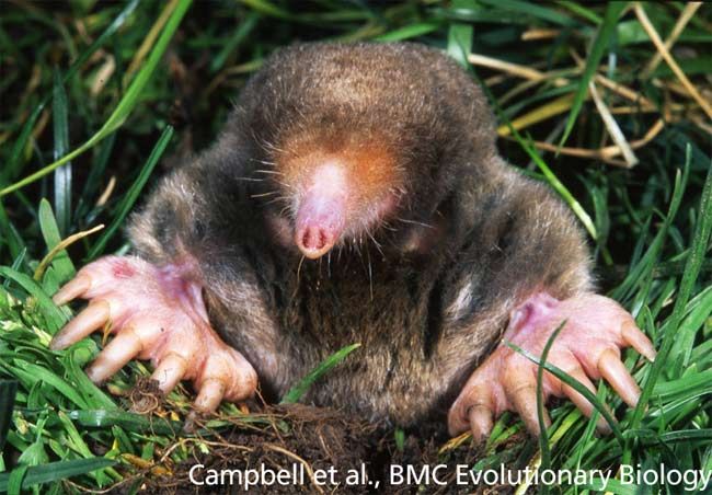 How Moles Survive Subterranean Life | Live Science