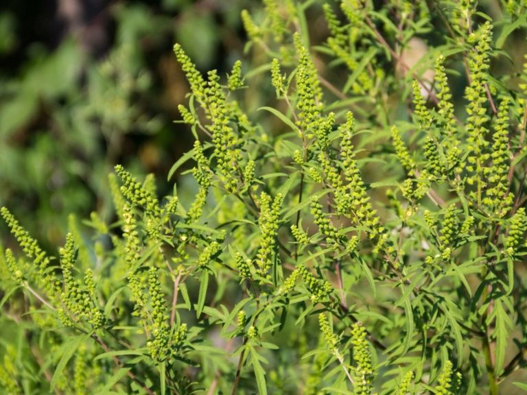 Ragweed Control: Ragweed Identification And Control Methods | Gardening ...