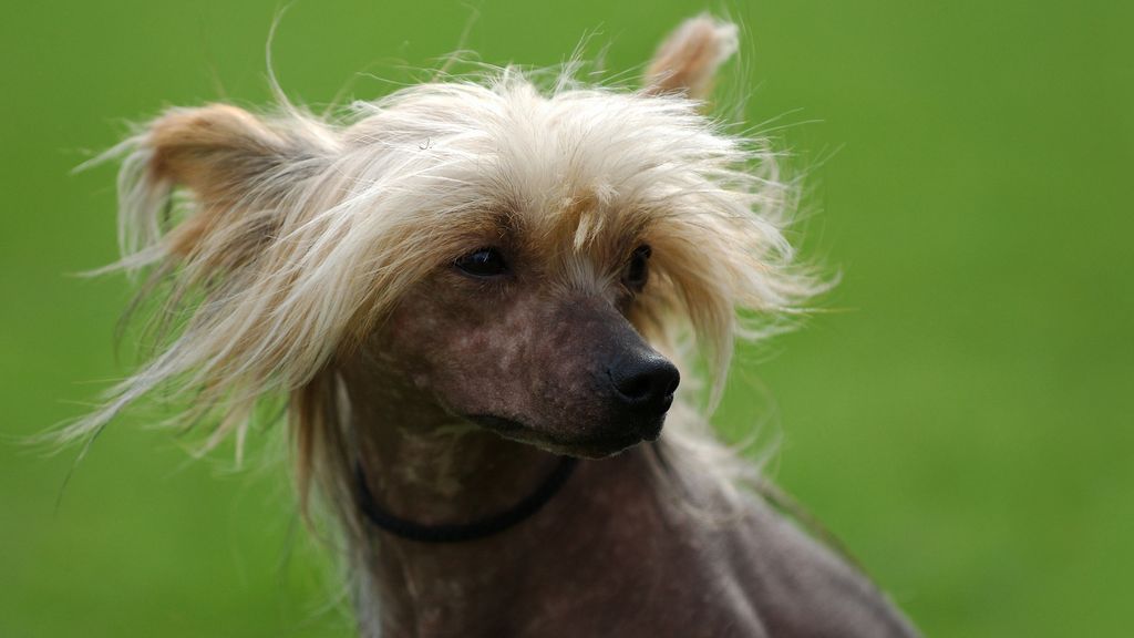 32 best dog breeds for warm climates | PetsRadar