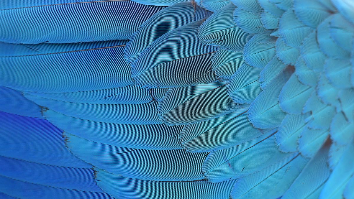 Why is the color blue so rare in nature? | Live Science