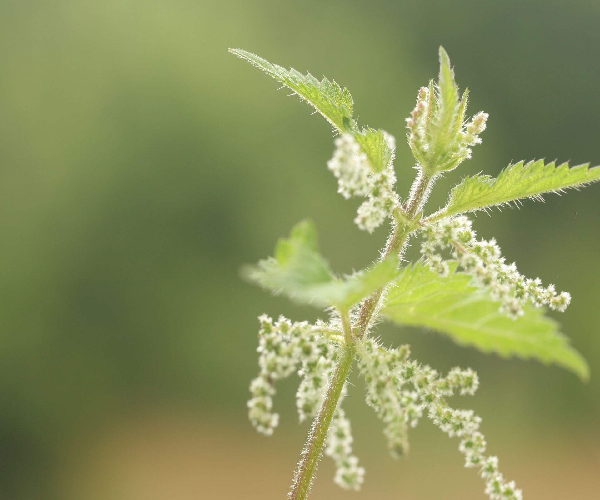 Underrated plants: 9 unsung garden stars we all should grow | Homes and ...