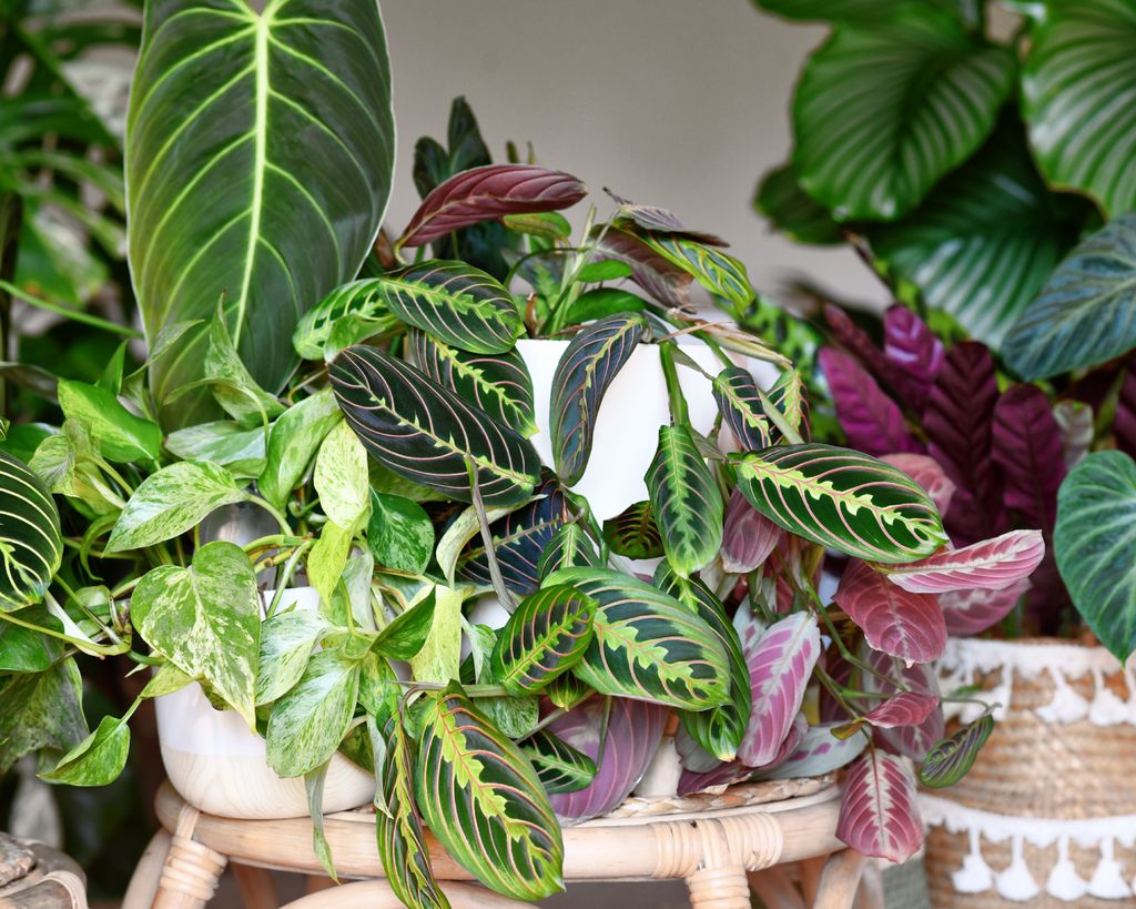 Prayer Plant: Ultimate Care & Growing Guide | Gardening Know How