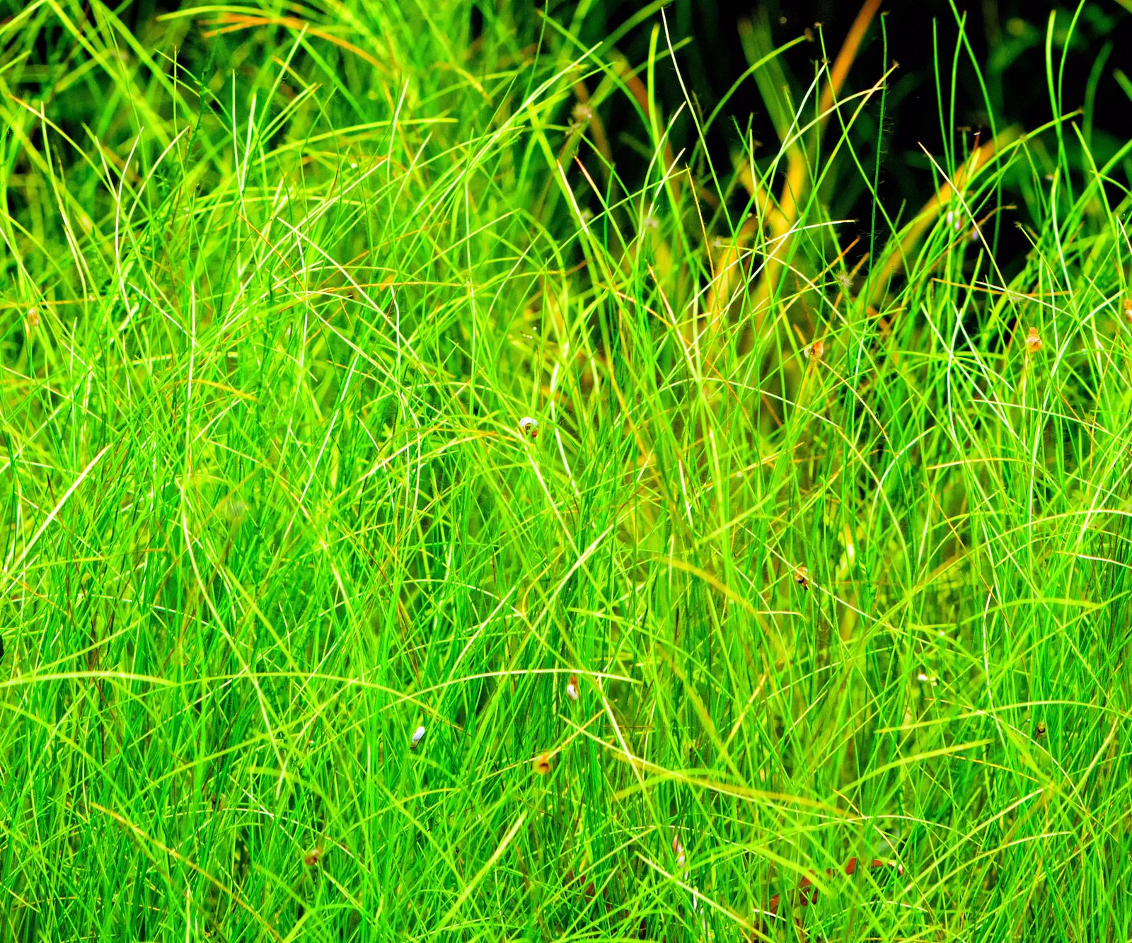 Oxygenating pond plants: 5 plants to clean your pond water | Homes and ...