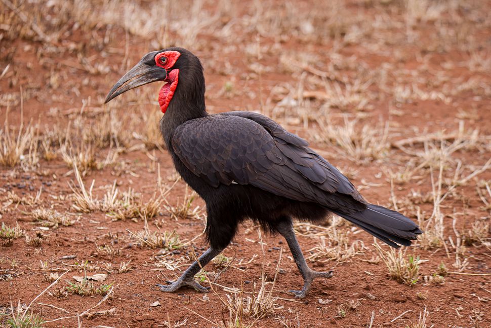 7 creatures associated with death | Live Science