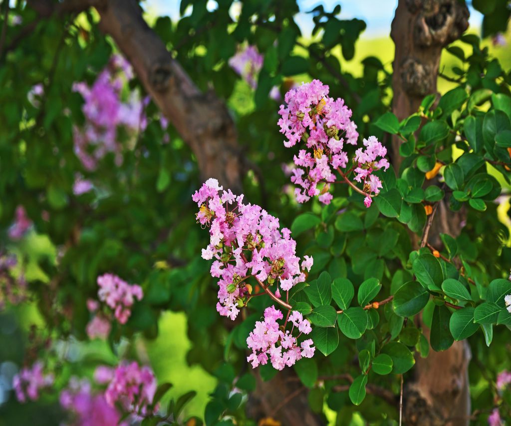 12 of the best statement trees to bring drama to your yard | Homes and ...