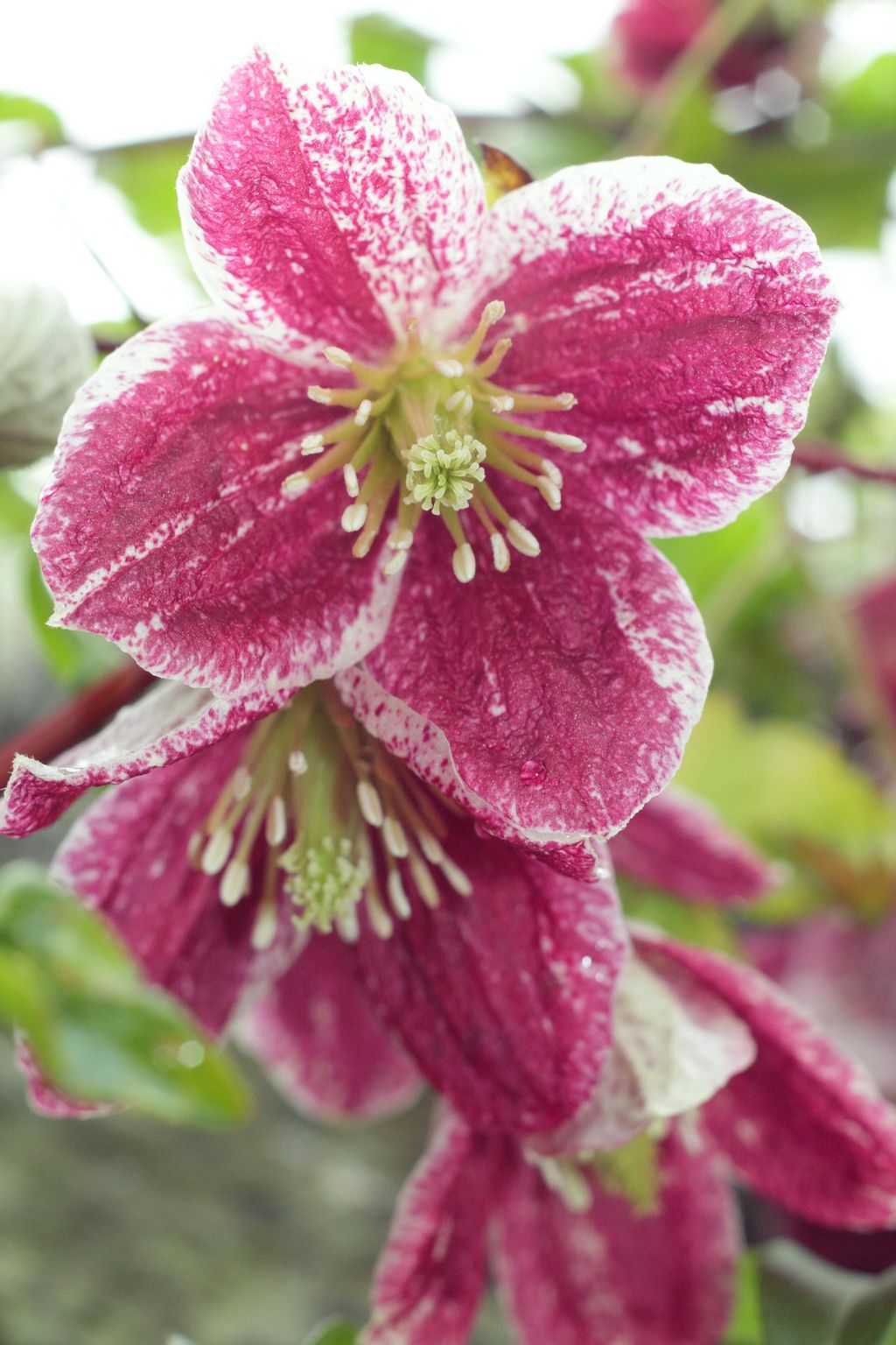 Winter clematis: plant one of these in your garden for stunning ...