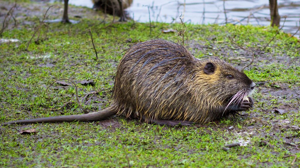 Nutria: The invasive, unusually large rodents | Live Science