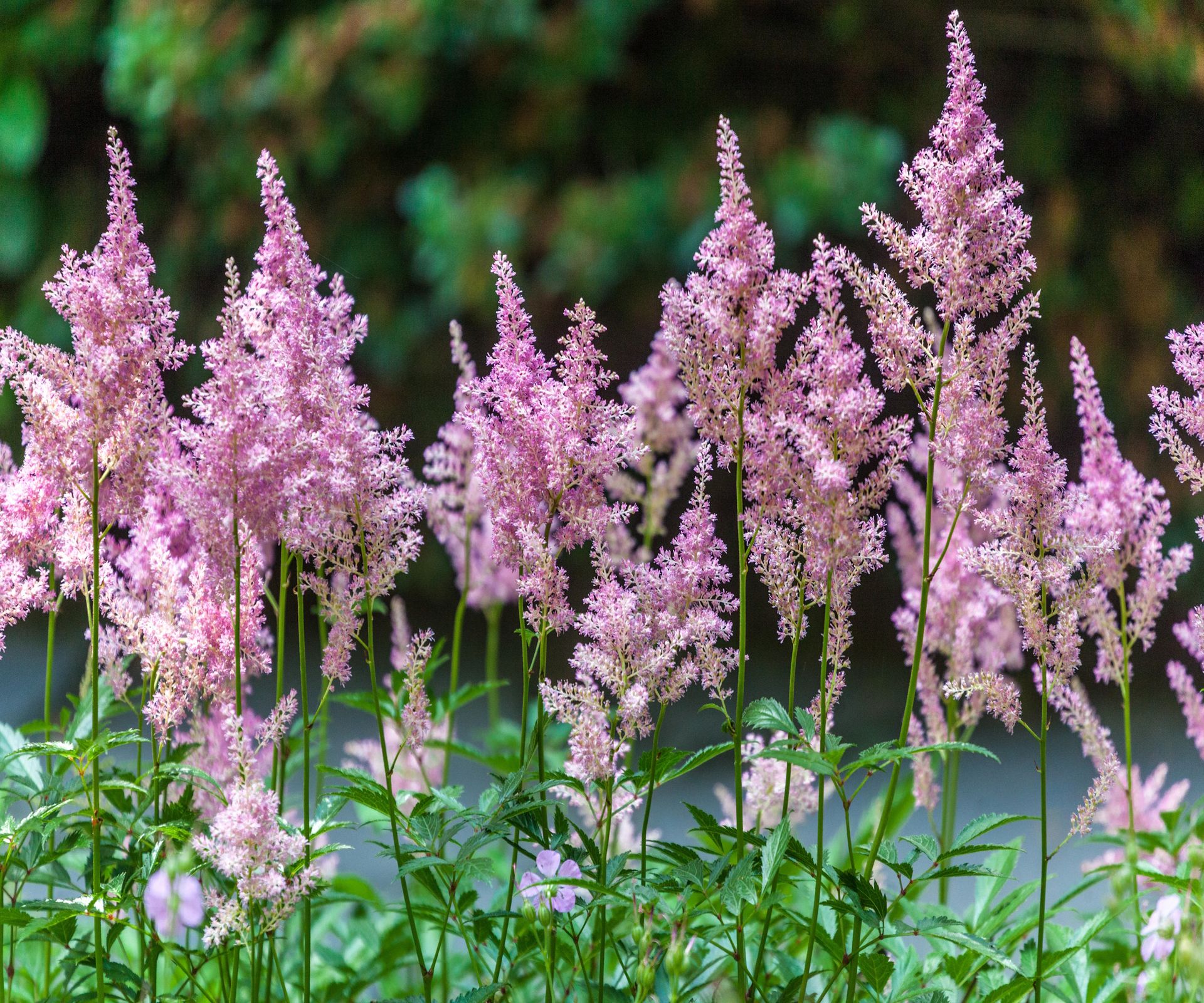 Best flood-resilient plants: experts top suggestions | Homes and Gardens
