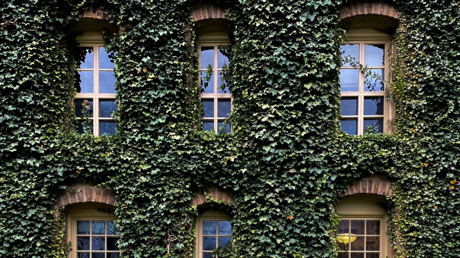 How to prune ivy: expert advice on maintaining ivy | Homes and Gardens