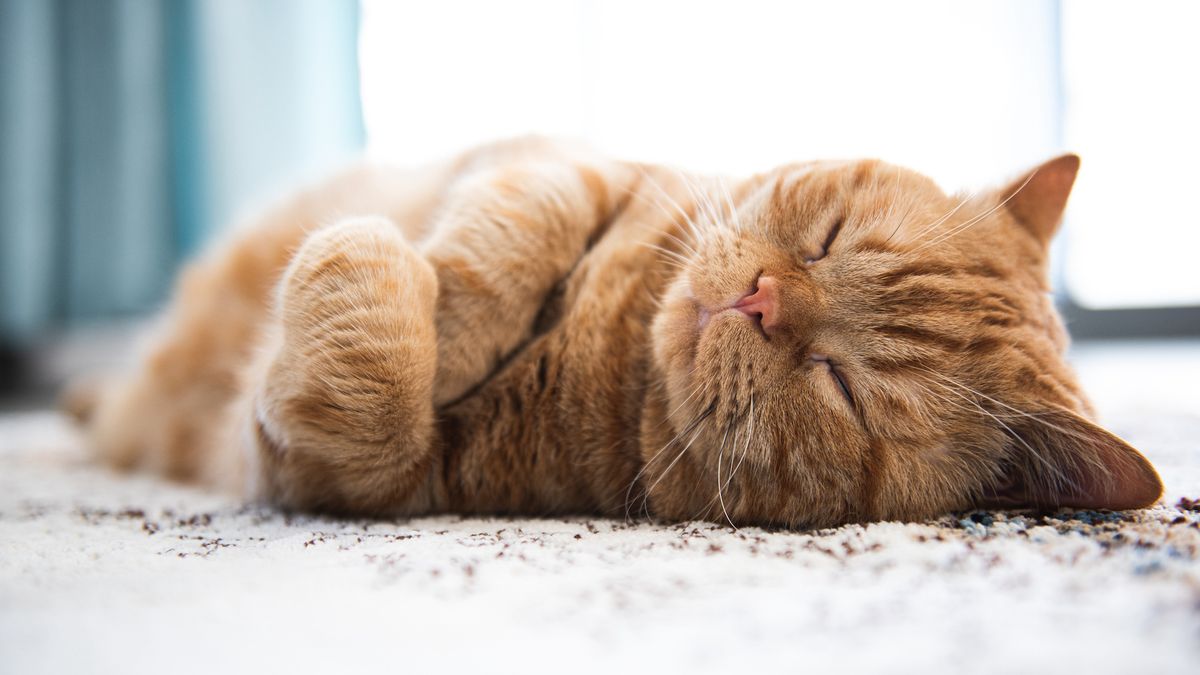 32 best things about owning a cat | PetsRadar