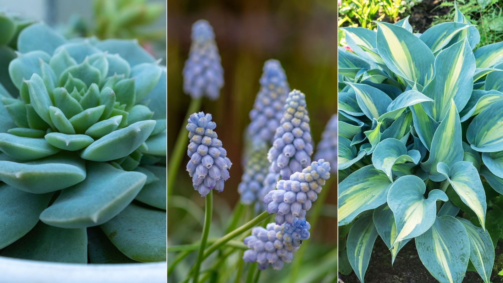 Best teal plants: 8 choices for GMG color of the year | Homes and Gardens