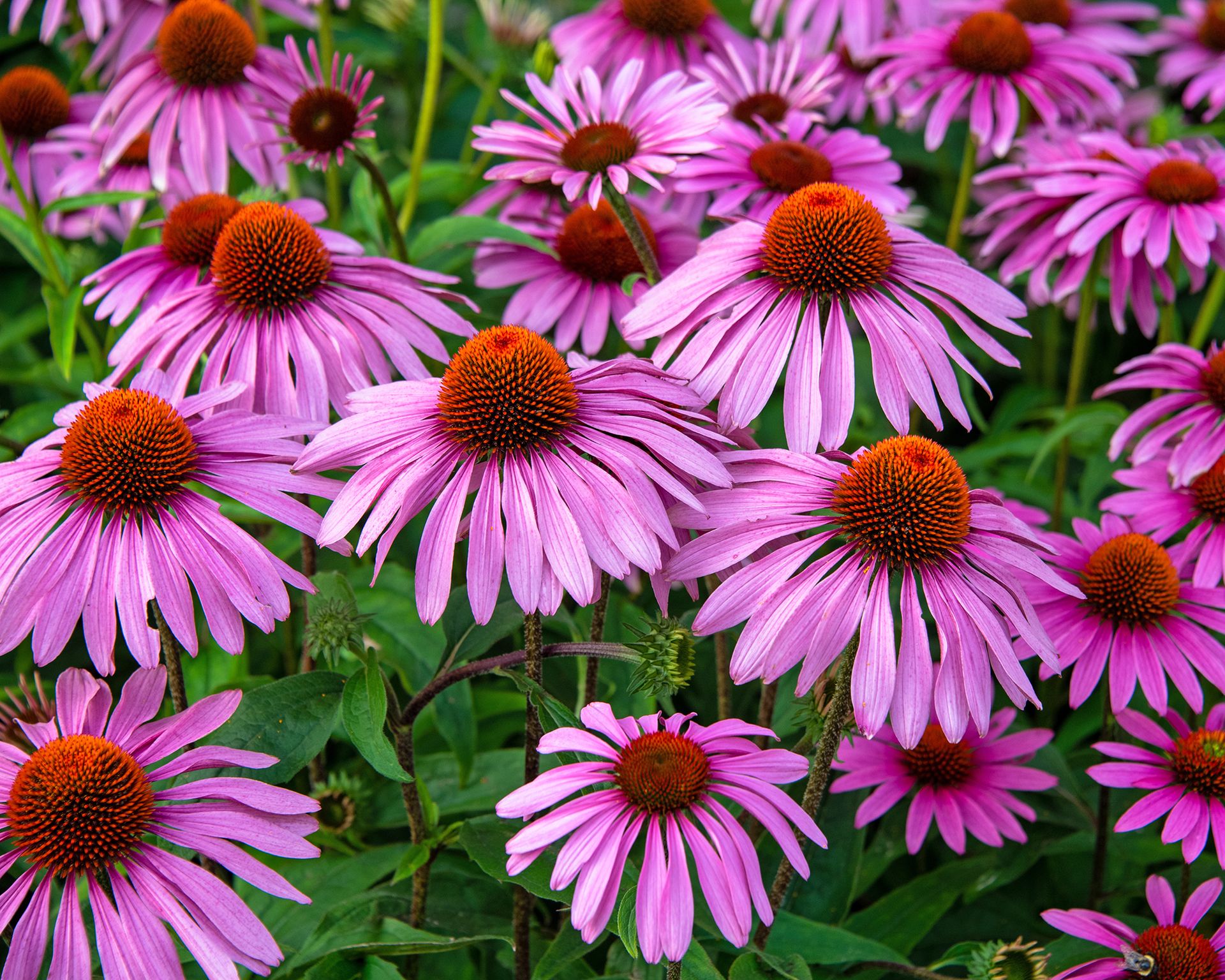 7 Cut-and-Come-Again Flowers To Grow In Your Garden | Gardening Know How