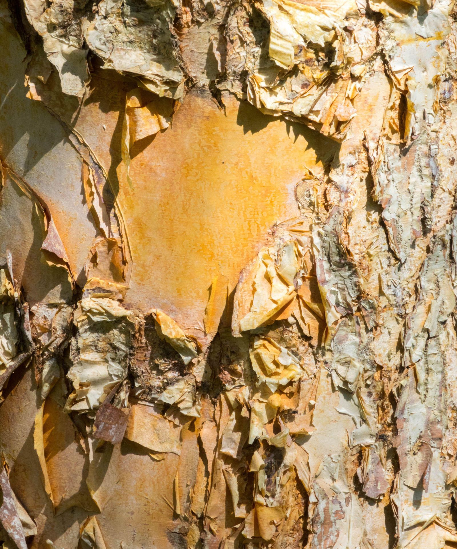 Birch trees care and growing guide: expert gardening tips | Gardeningetc