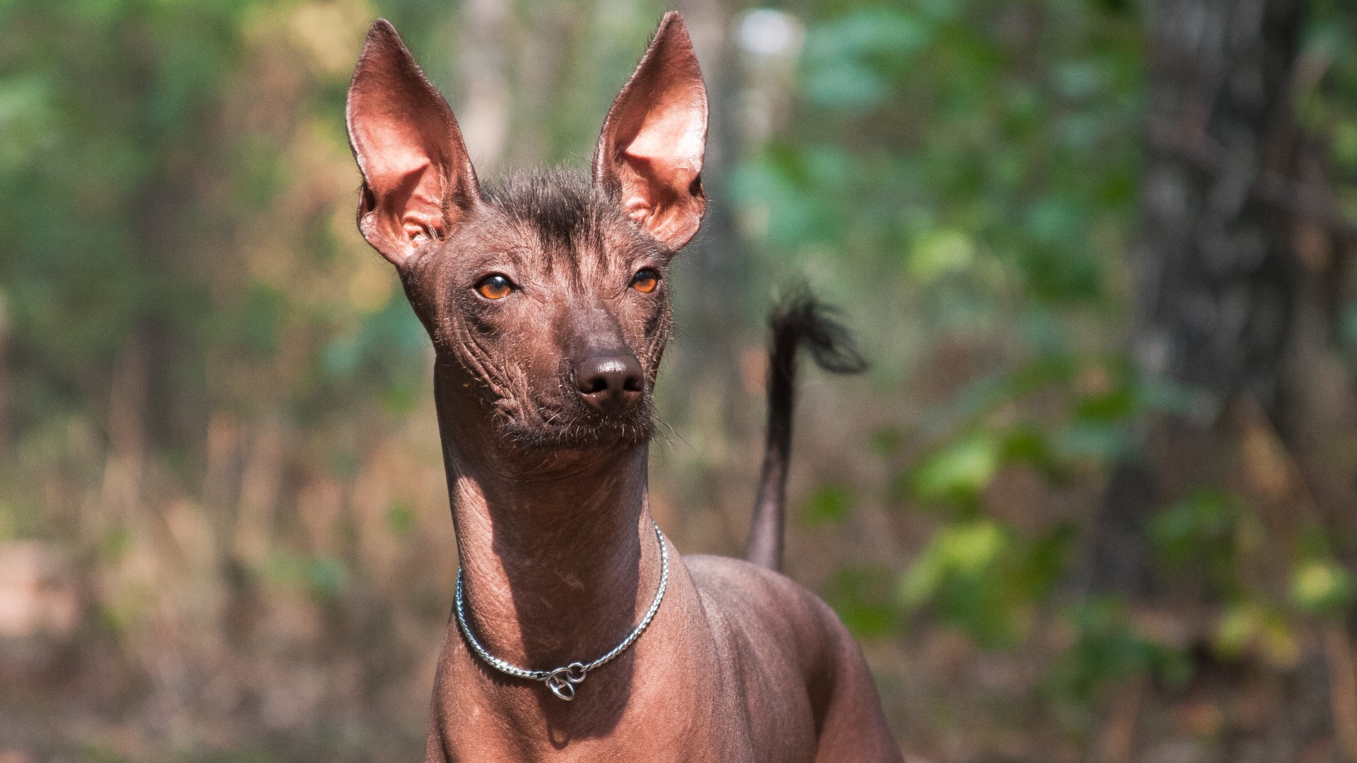 6 bald and beautiful hairless dog breeds | PetsRadar