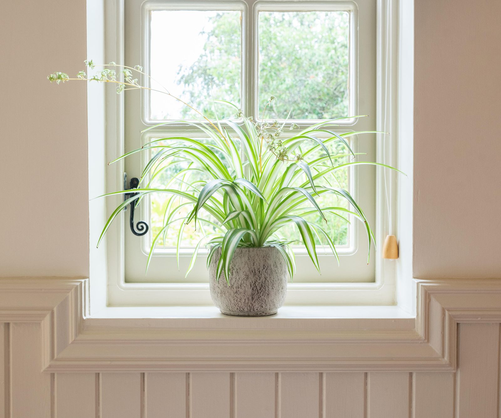 8 different types of spider plants: an expert guide | Homes and Gardens