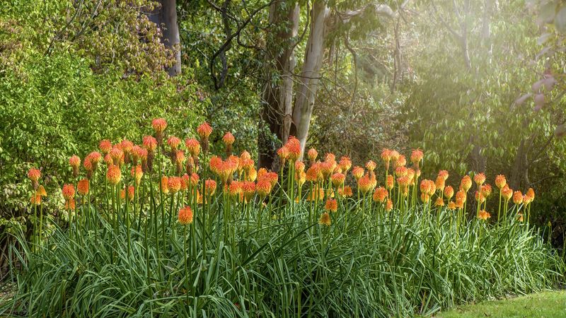 How to grow blue fescue grass: an unusual ground cover | Homes and Gardens