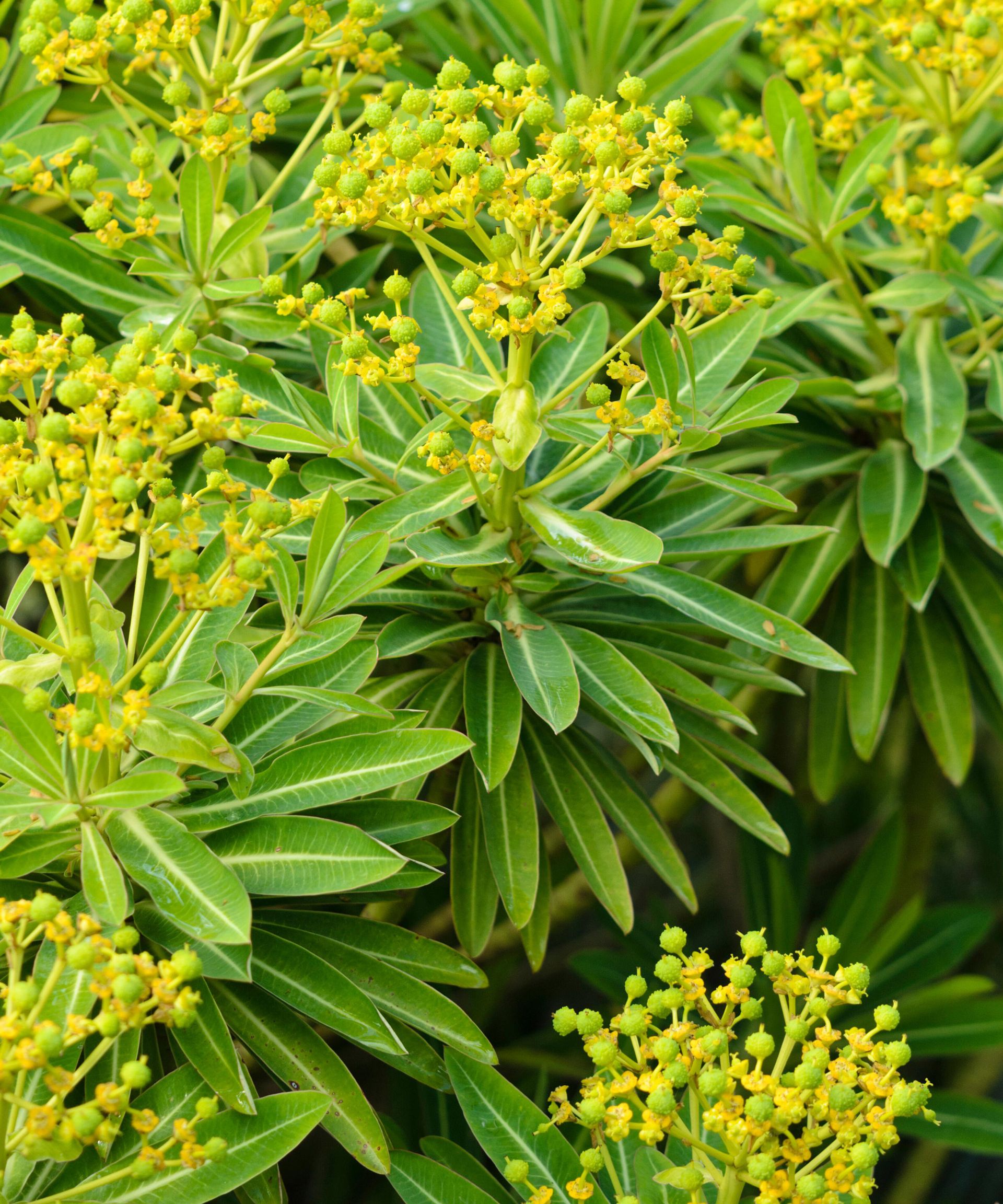 Types of euphorbia: 16 varieties for beds, borders and pots | Gardeningetc Types of euphorbia: 16 varieties for beds, borders and pots | Gardeningetc