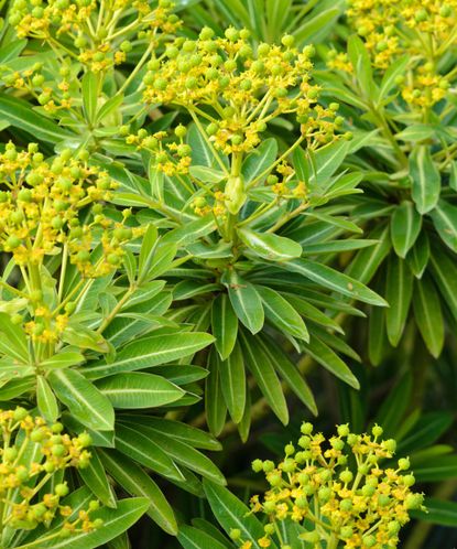 Types of euphorbia: 16 varieties for beds, borders and pots | Gardeningetc