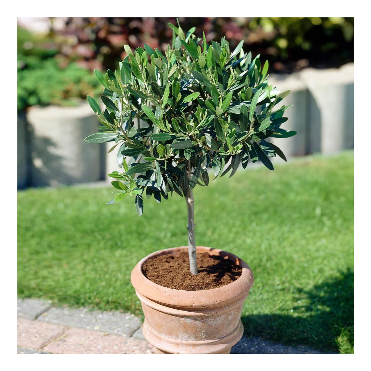 5 Types Of Olive Trees for a Mediterranean Inspired Backyard | Livingetc