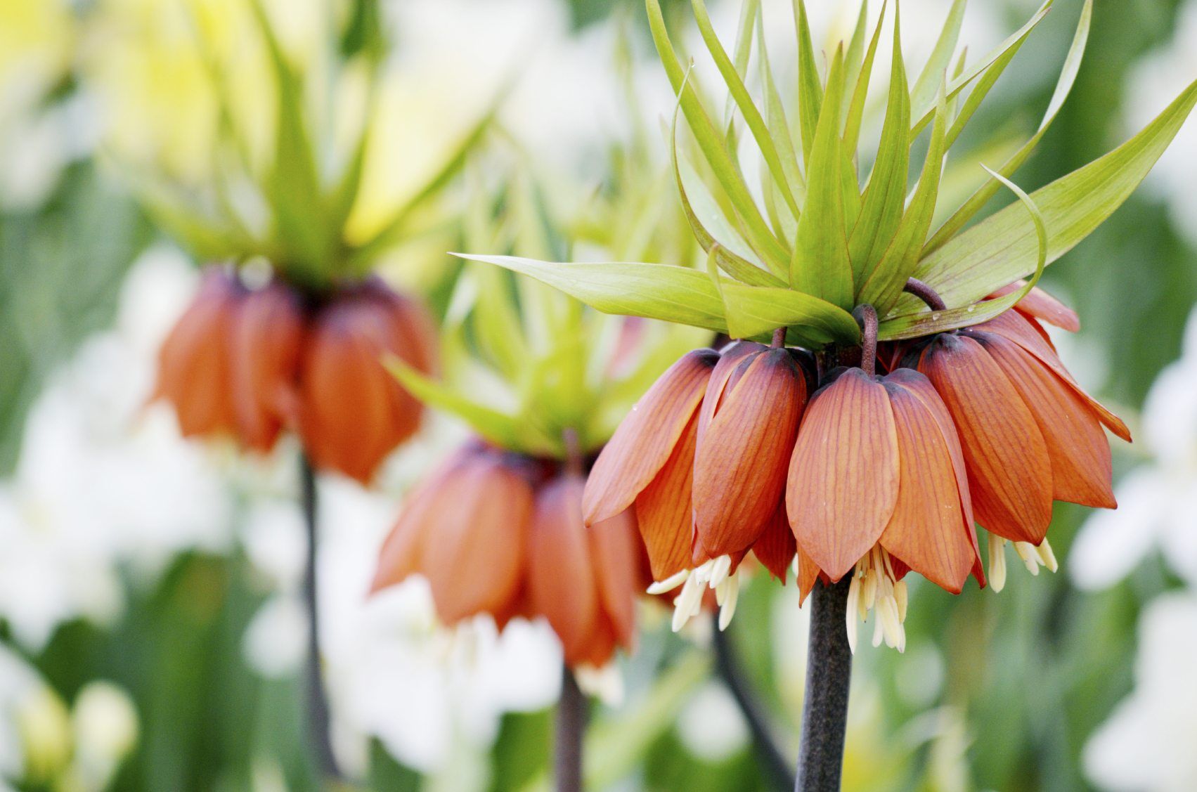 Fritillaria Imperialis Care - Tips On Growing Crown Imperial Flowers ...