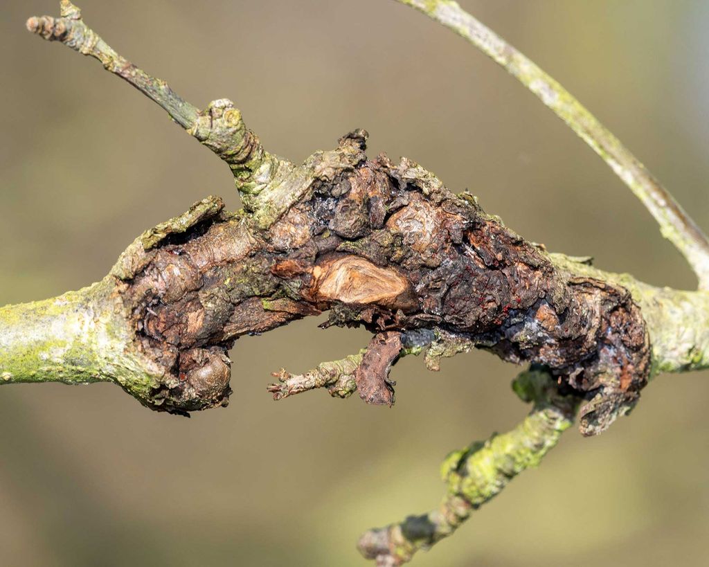 Apple tree diseases: identify and treat 5 common problems | Gardeningetc