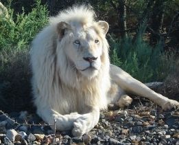 Rare White Lions Get Wild | Live Science